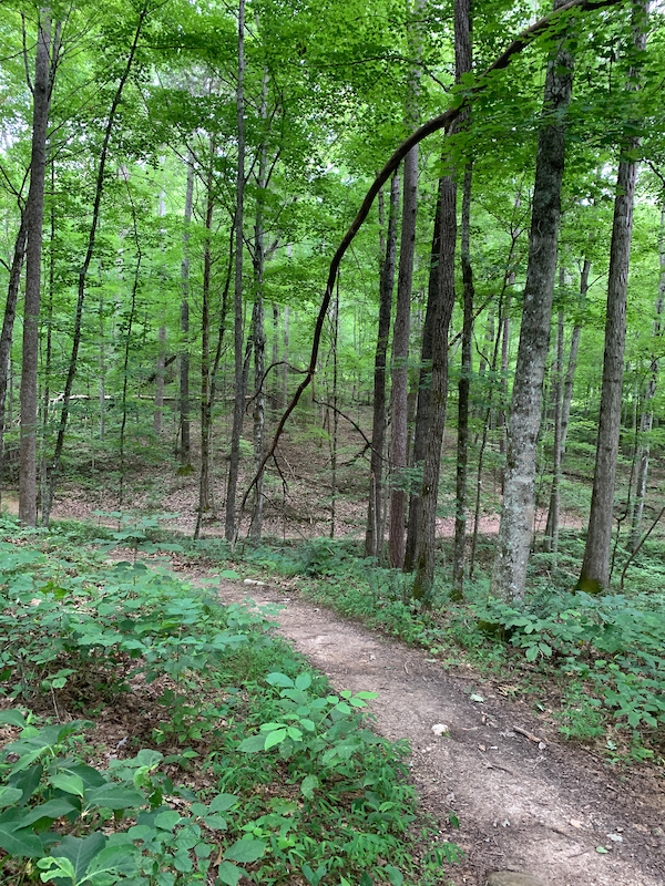 Roam Fest Knoxville 2023 - OYO - Loyston Blue Loop Mountain Biking ...