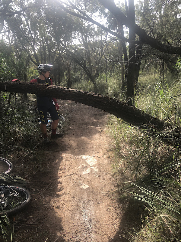 Fall Line Mountain Biking Trail - Dromana | Trailforks