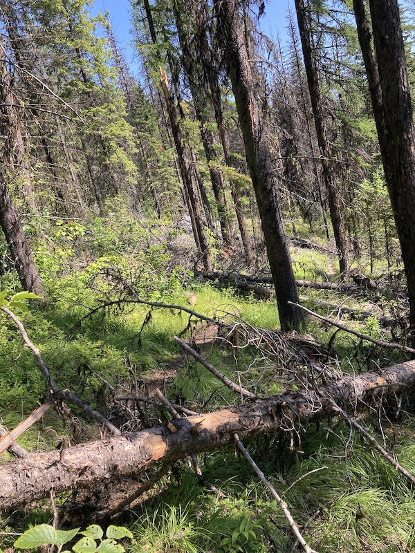 Sherman Pass Mountain Biking Trail - Republic, Washington