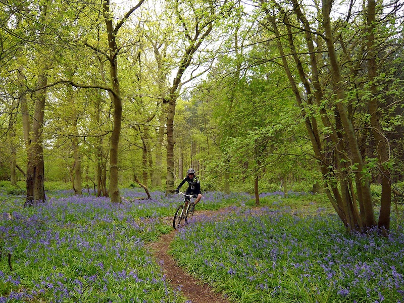 Bourne Woods, Peterborough Mountain Biking Trails | Trailforks