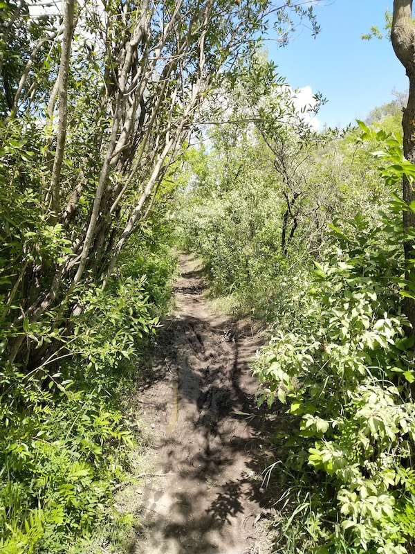 Low Roller Mountain Biking Trail - Saskatoon, SK