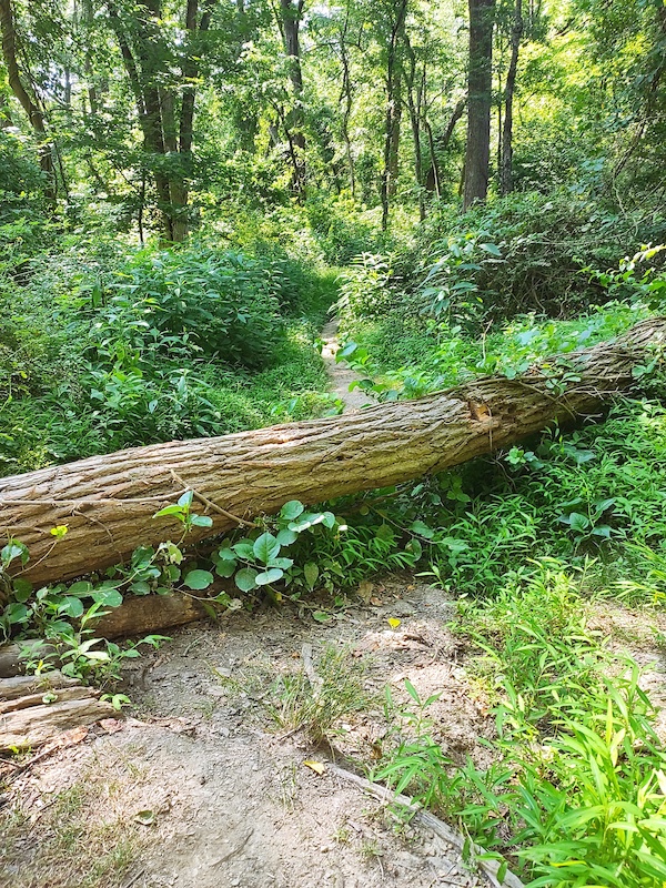 Fairgrounds Descent Short Multi Trail - South Park