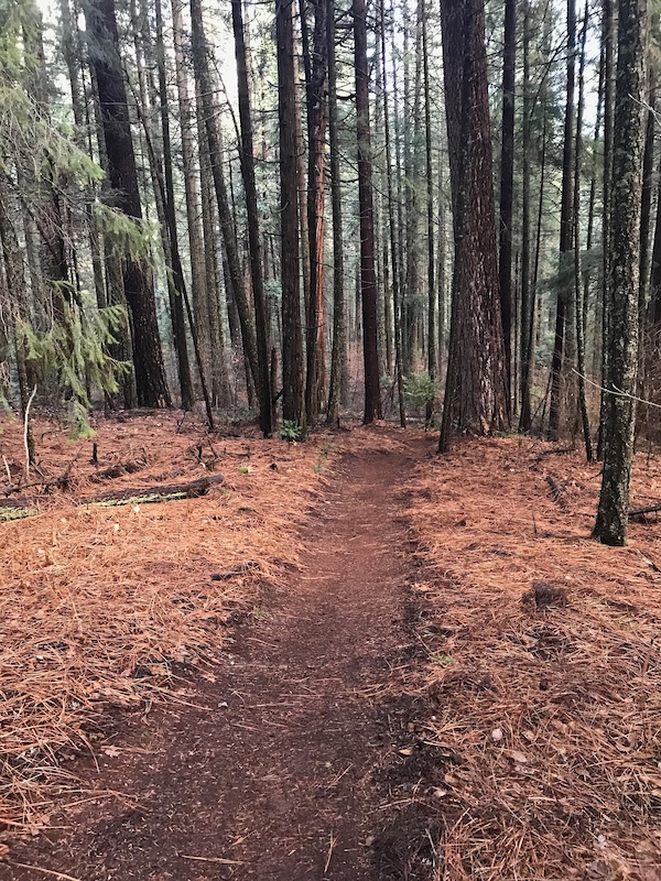 Sly Park: Jenkinson loop + Fleming Meadow loop + Bumpy Meadows Downhill ...