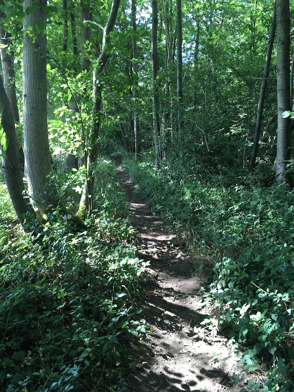 Bramble Thickets Mountain Biking Trail - | Trailforks