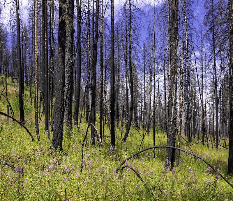Twisp River Trail Multi Trail - Twisp, WA | Trailforks