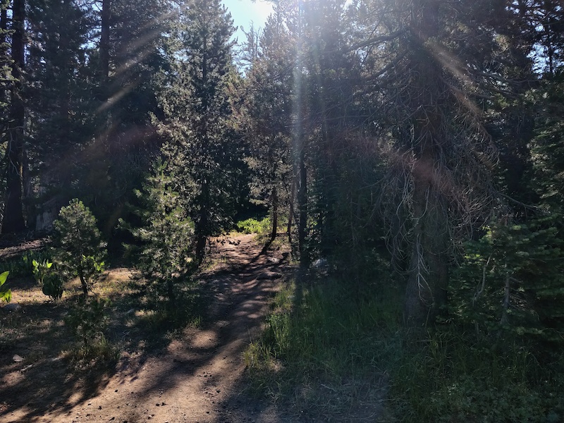Forest Service Ridge Singletrack Multi Trail - Truckee