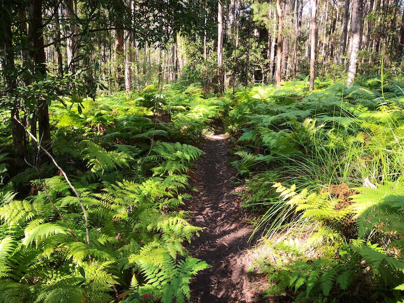 Ewen Maddock Dam/Ferny Forest loop Mountain Biking Route | Trailforks