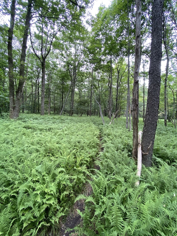Forbes State Forest Mountain Biking Trails | Trailforks