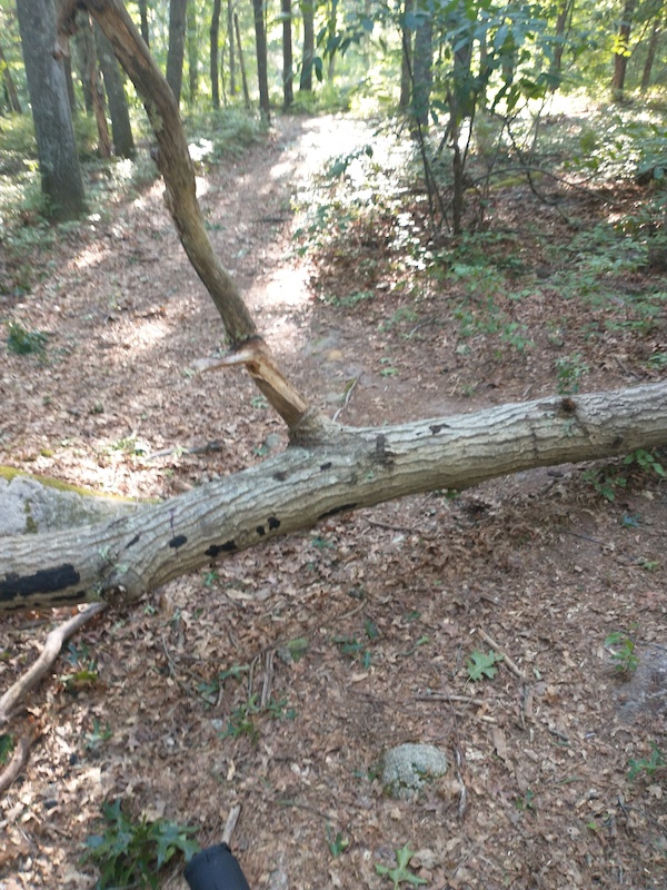 White Trail Loop Multi Trail - Sharon, Massachusetts