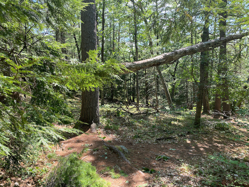 Patch Hill Conservation Land Mountain Biking Trails | Trailforks