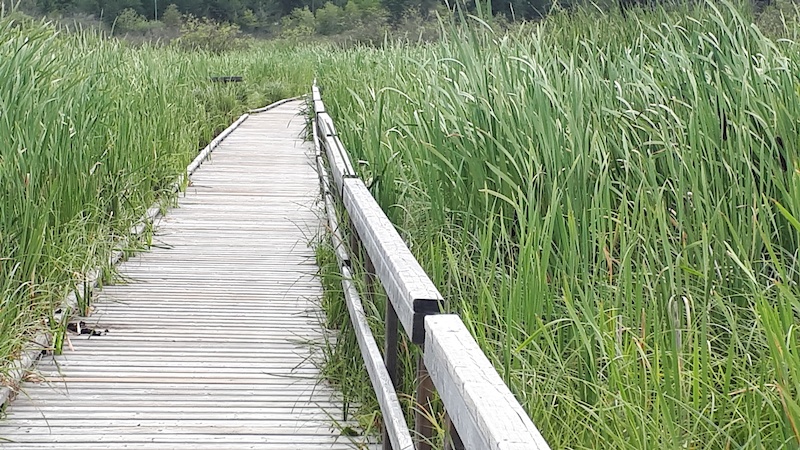 Ominnik Marsh Boardwalk Hiking Trail - Wasagaming, MB