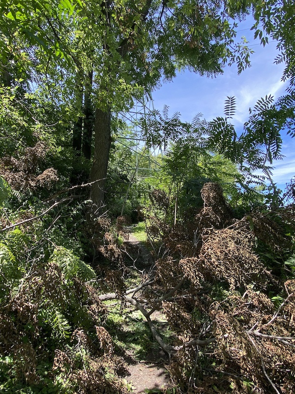 Sylvan Island Park, Moline Mountain Biking Trails | Trailforks