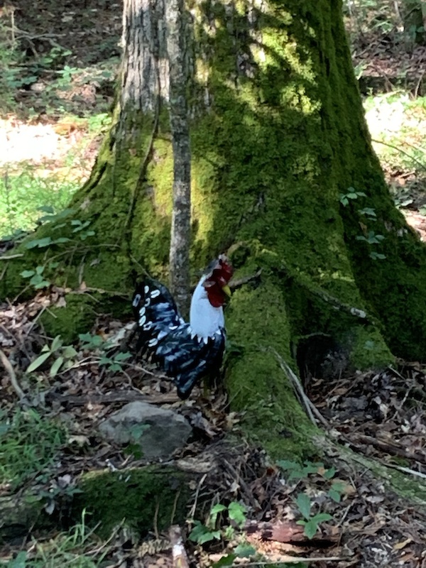 Rooster Ridge Mountain Biking Trail - Gadsden, Alabama