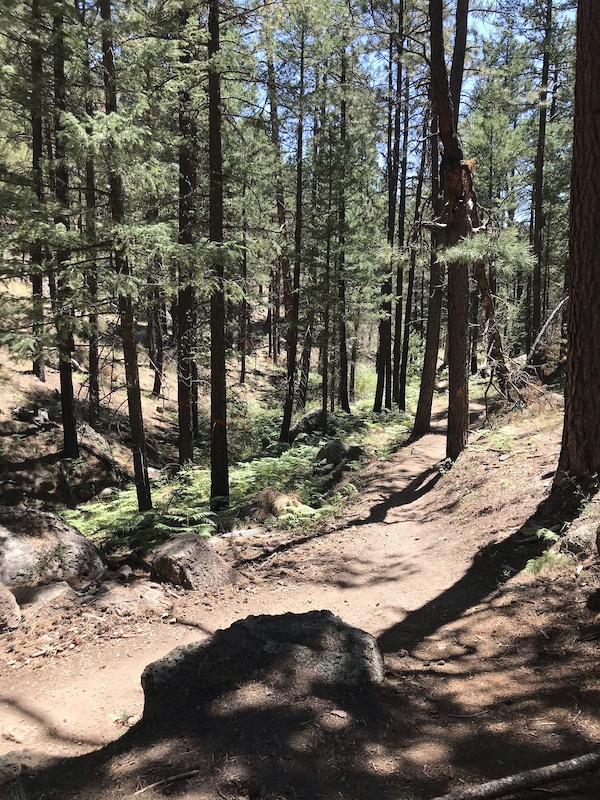 FR 420/Schultz Pass Road Multi Trail - Flagstaff, Arizona