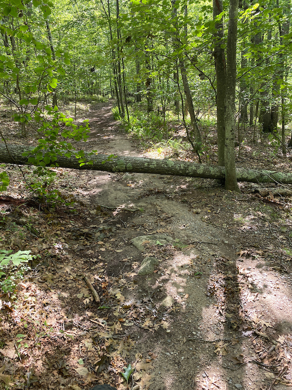 Swamp Multi Trail - Glastonbury, Connecticut