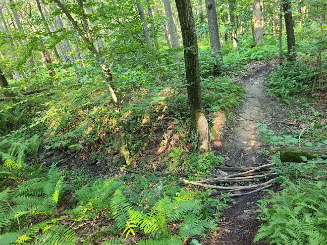 Forbes State Forest Mountain Biking Trails | Trailforks