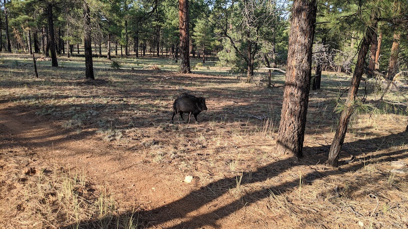Kaibab National Forest (Tusayan District), Arizona Mountain Biking ...