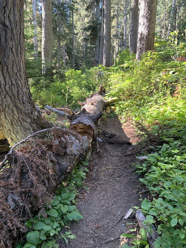 Lanham Lake Trail Multi Trail - Leavenworth, WA