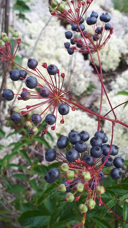 Jessica Lake Loop A Multi Trail - Rennie, MB