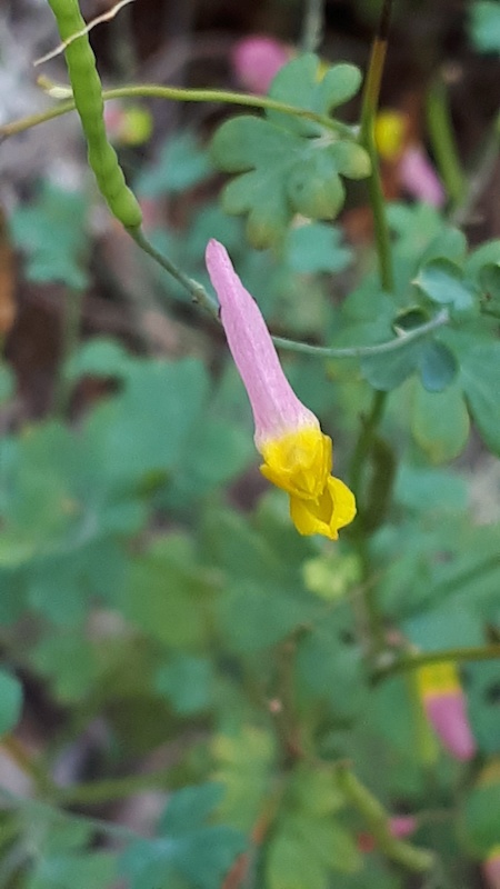 Jessica Lake Loop B Multi Trail - Rennie, MB