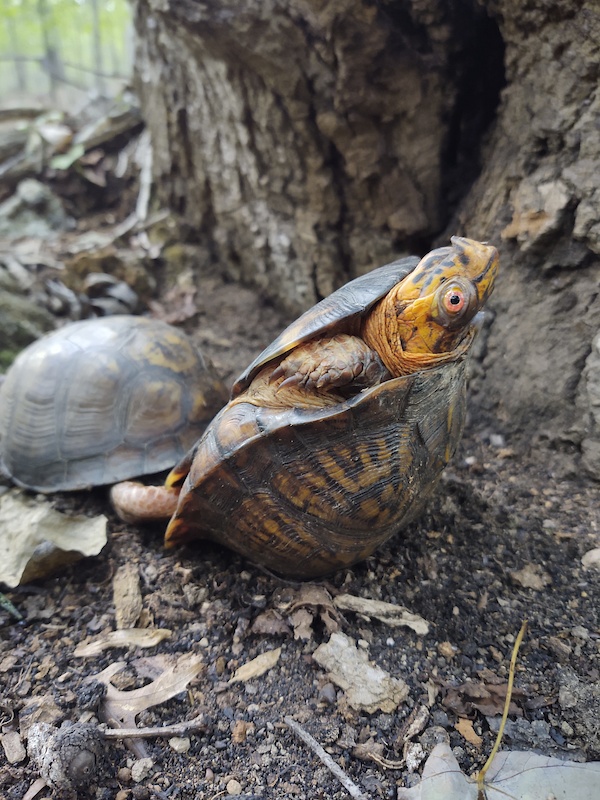 Turtle Love Mountain Biking Trail - Lynchburg, Virginia