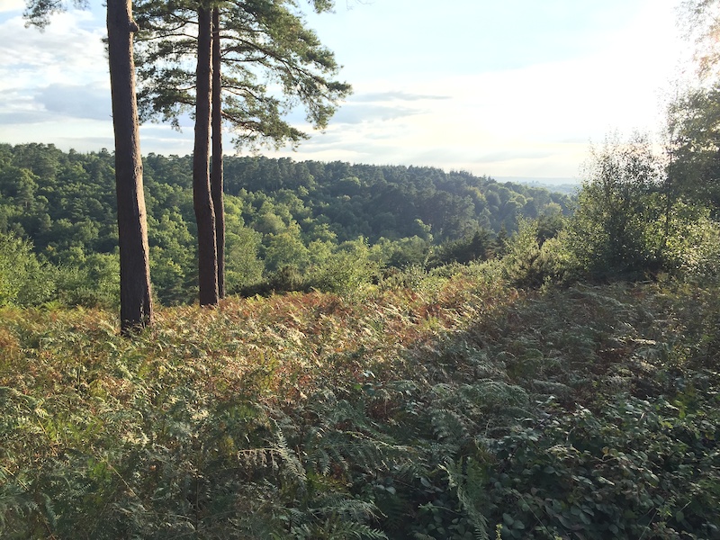 Farnham, United Kingdom Mountain Biking Trails | Trailforks