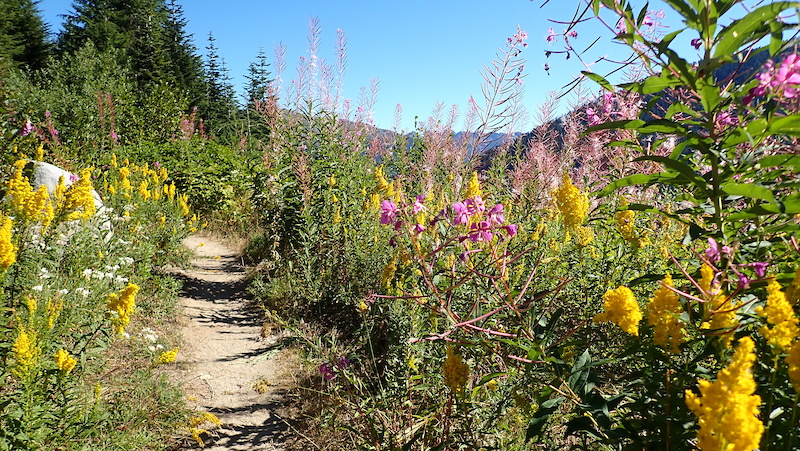 Hansen Ridge Multi Trail - North Bend, WA | Trailforks