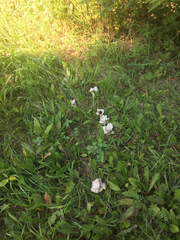 Strathclair Trail Multi Trail - ClearLake, Manitoba