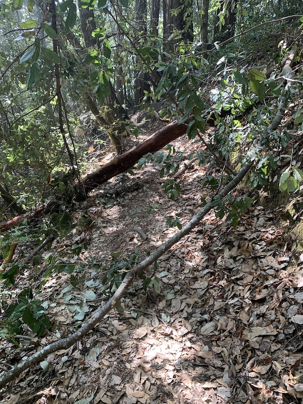 South Leaf Multi Trail - Redwood City, California