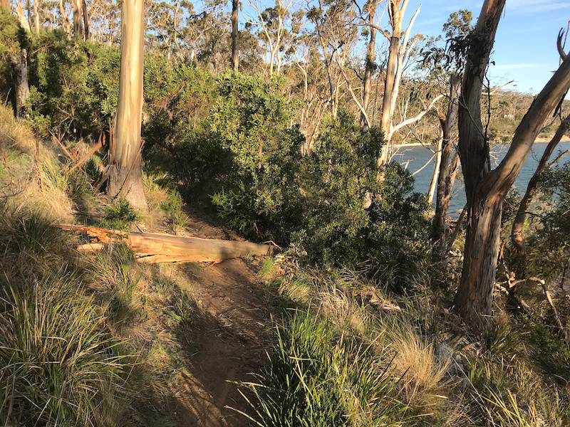 Mortimer Bay Trail Mountain Biking Trail - | Trailforks