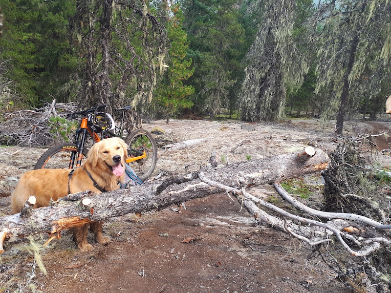 Happiest Days Mountain Biking Trail - Whistler, BC
