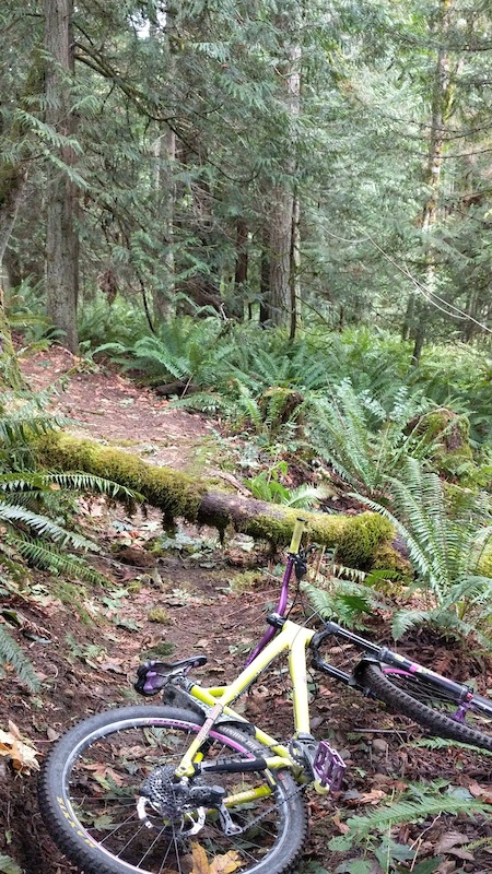 The Dawn of Spring Mountain Biking Trail - Snohomish