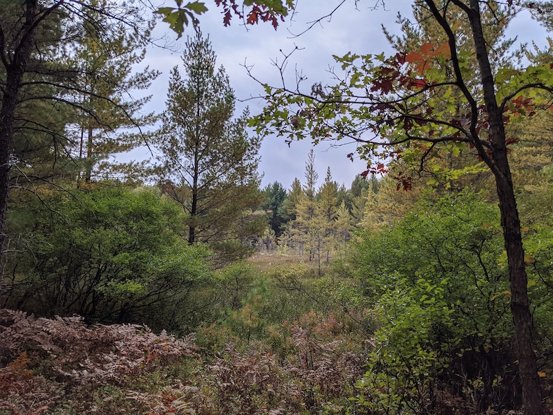 Lost Lake Pathway Multi Trail - Lake Ann, Michigan