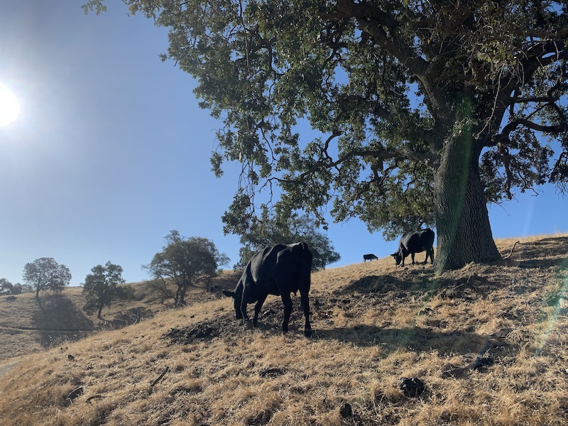 Lisa Killough Trail Mountain Biking Trail - San Jose