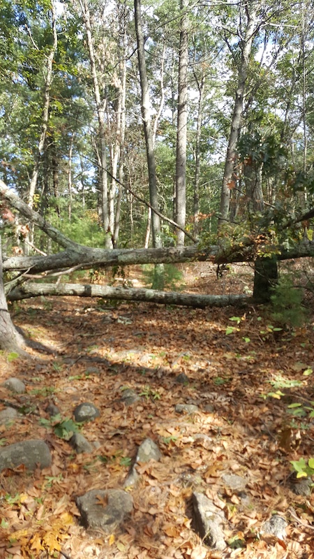 Megley Trail Connector Multi Trail - Foxborough, MA