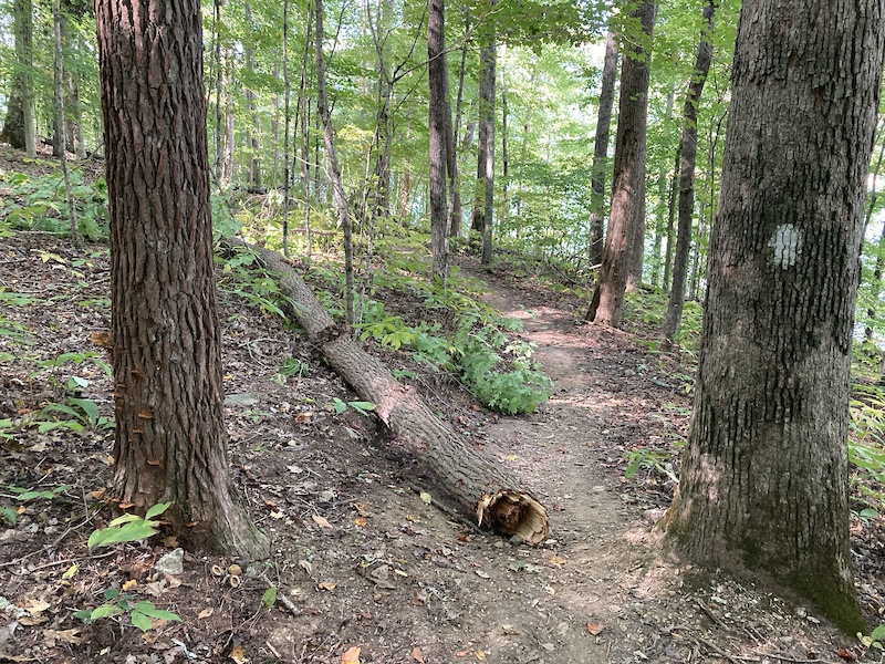 Loyston Loop Multi Trail - Norris, Tennessee