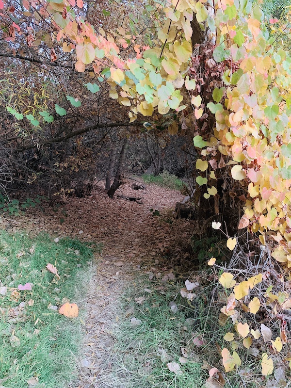 Ripon, California Mountain Biking Trails | Trailforks