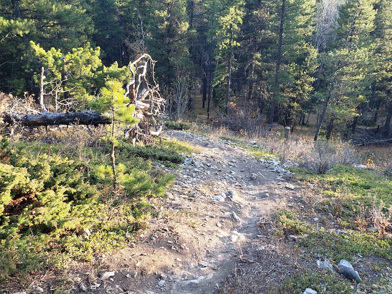 Flo's Diner Mountain Biking Trail - Bragg Creek, Alberta