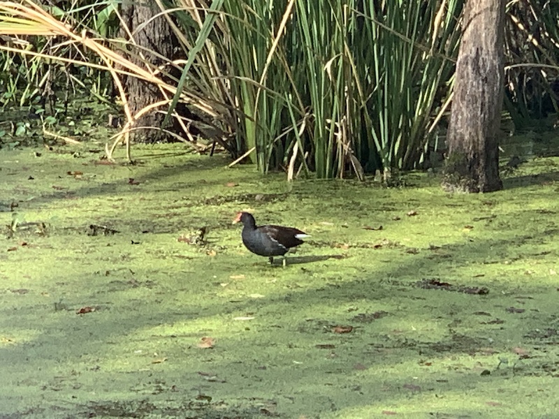 40 Acre Lake Trail Multi Trail - Needville, Texas