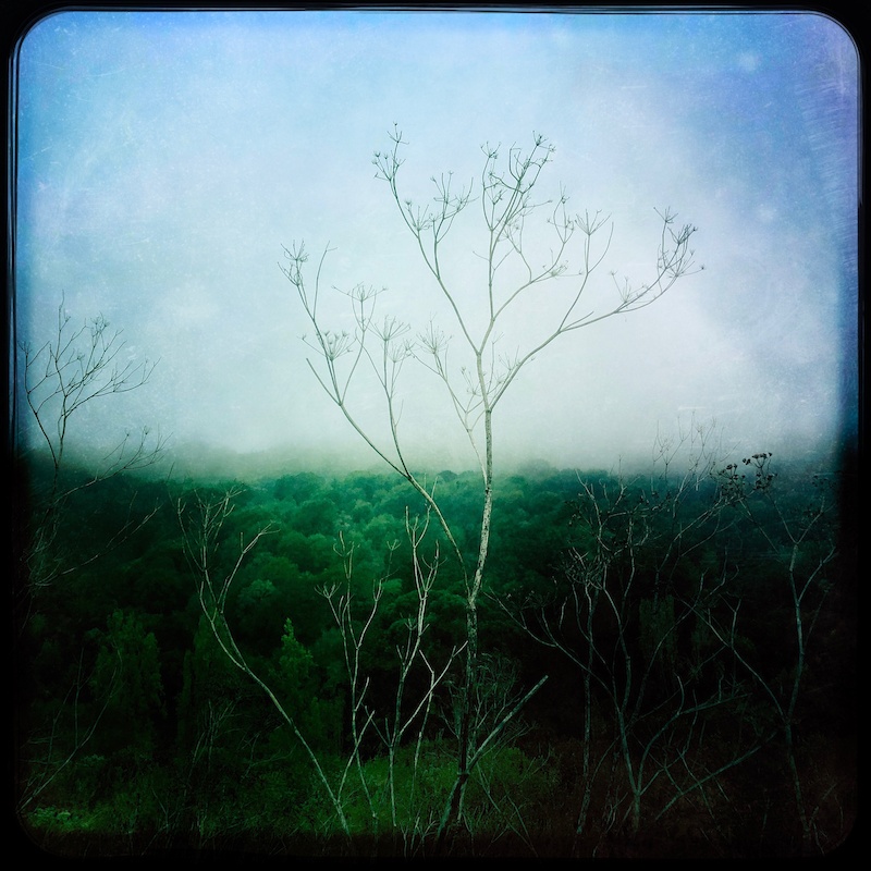 Loop Road and Lone Oak Mountain Biking Trail - Berkeley