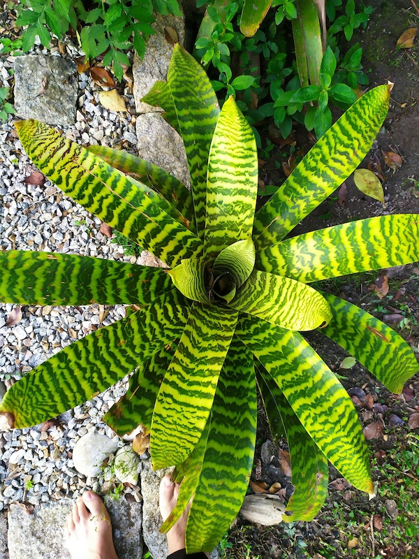 Mogi Das Cruzes, Brazil Mountain Biking Trails | Trailforks