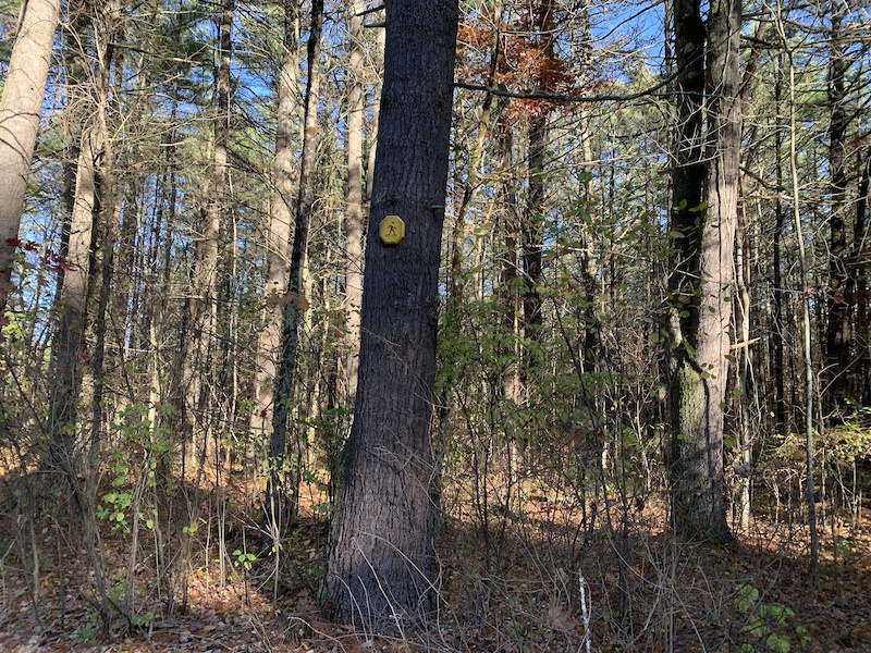 Coles Single track Mountain Biking Trail - Queensbury