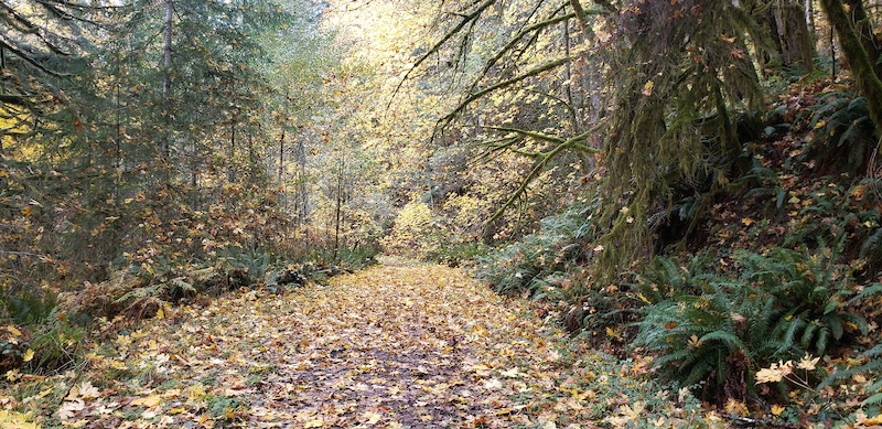 Crown Zellerbach Trail Mountain Biking Trail - - Oregon