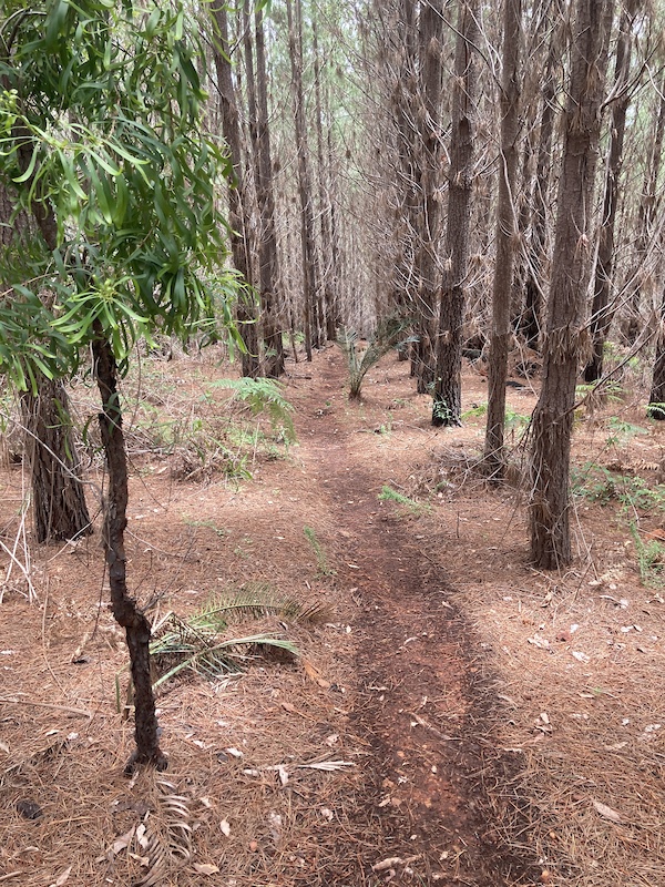 Pine O clean Mountain Biking Trail - Dwellingup