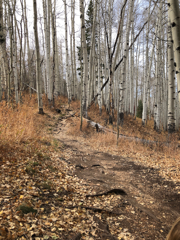Berry Picker Hiking Trail - Vail, Colorado | Trailforks