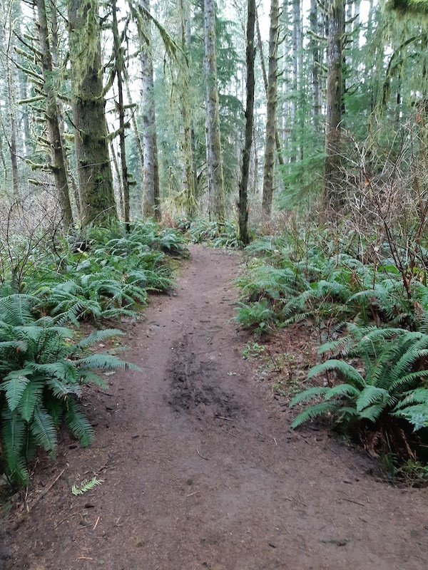 Norma's Loop Mountain Biking Trail - Campbell River