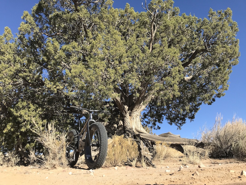 The Trees Have Legs Mountain Biking Trail - Rio Rancho