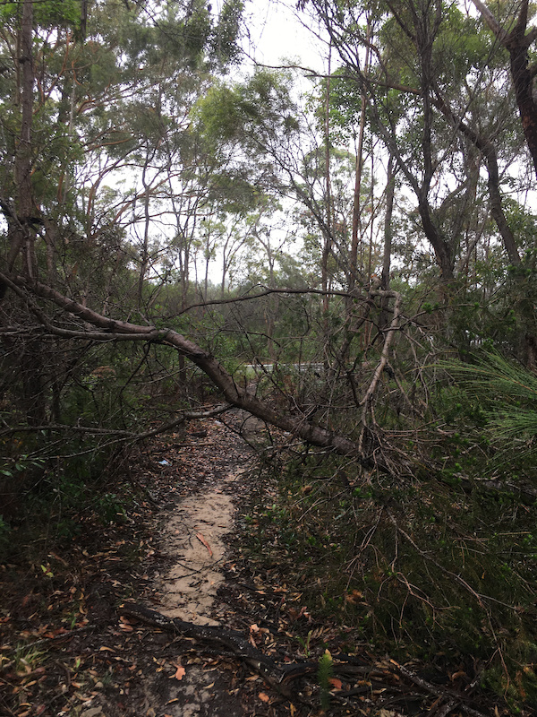 Upper Bridle Track Mountain Biking Trail - Loftus NSW
