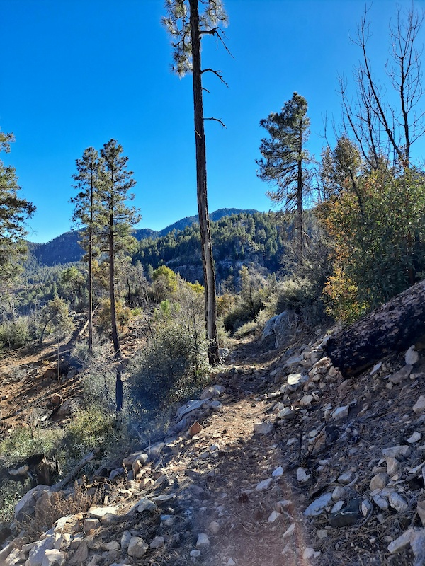 Pinaleno Mountains (Mt. Graham) Mountain Biking Trails | Trailforks