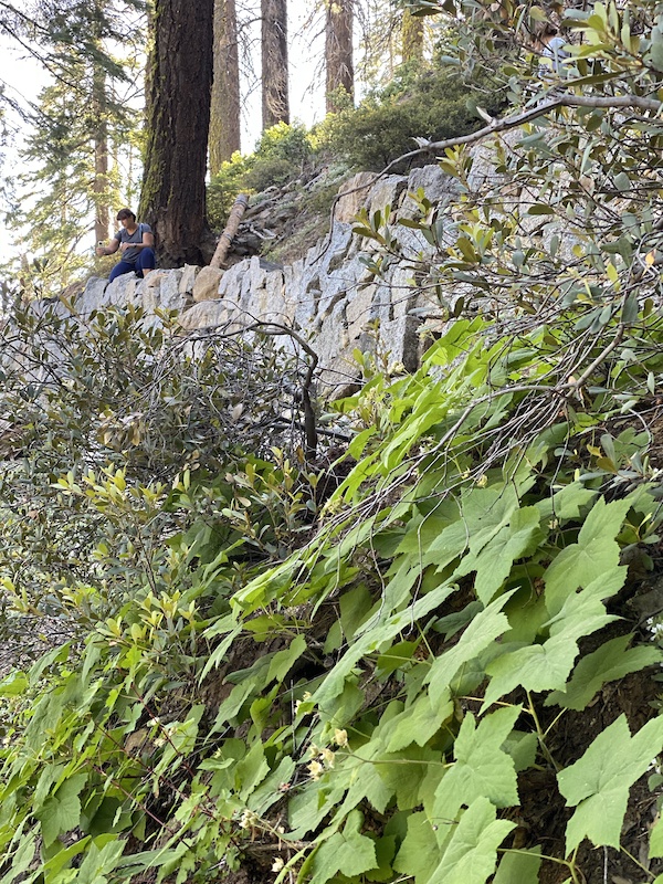 Badger Pass to Glacier Point Mountain Biking Route | Trailforks